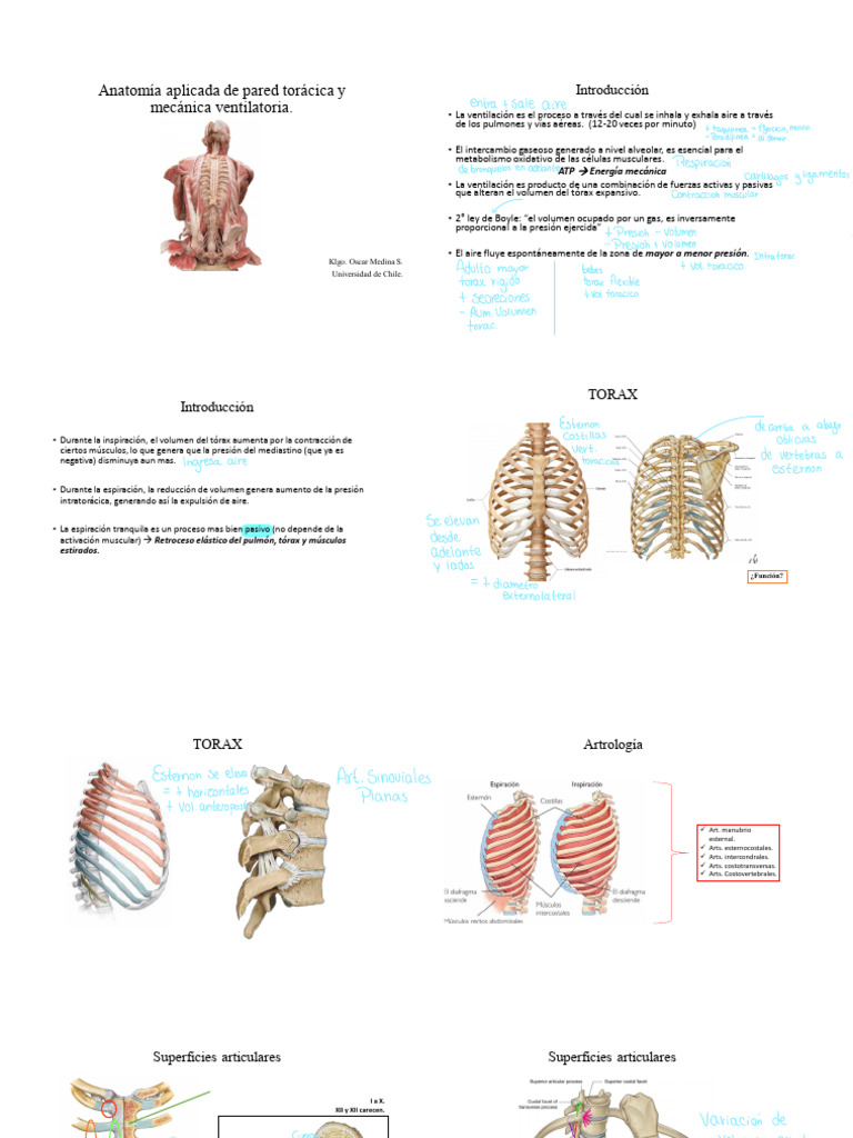 Control 3 Anatomia Aplicada Al Movimiento Humano | Descargar gratis PDF ...