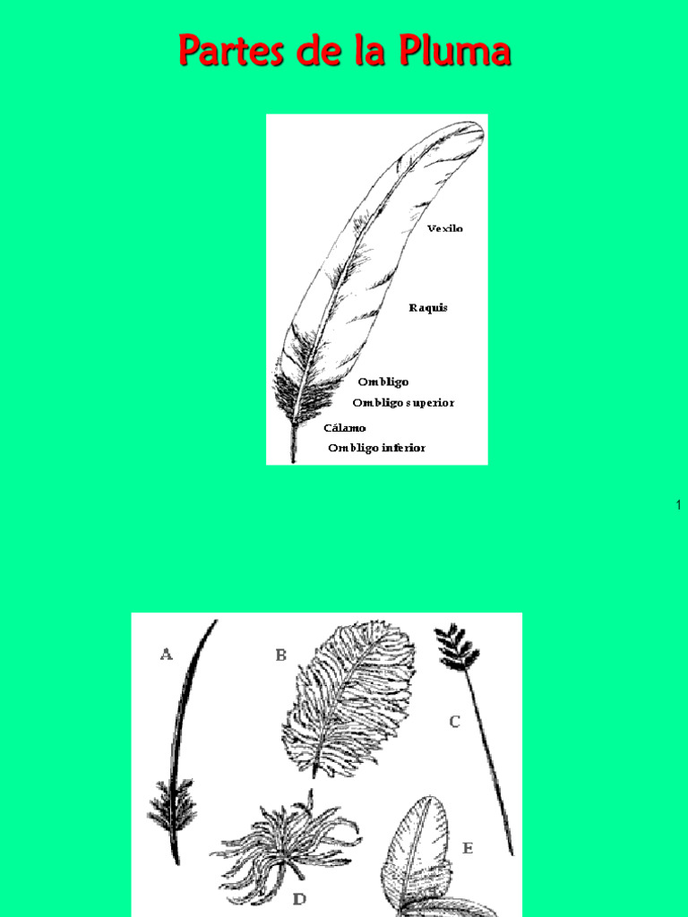Anatomía y Fisiología de las Aves | PDF | Músculo | Respiración