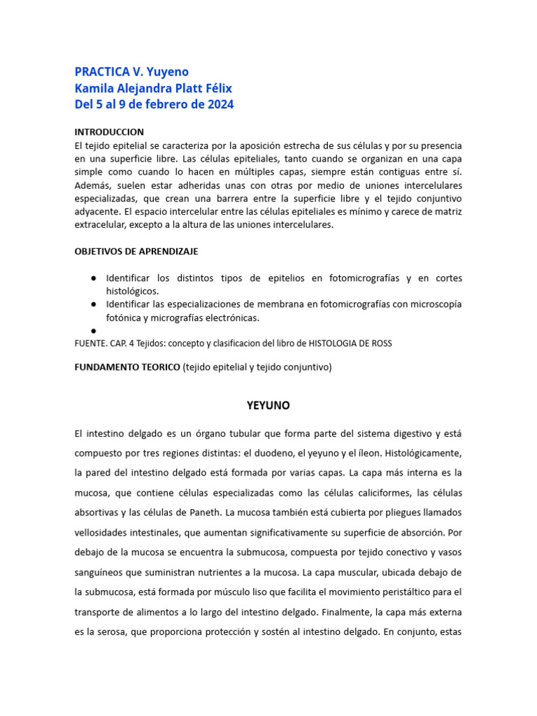 Estructura y Función del Yeyuno | PDF | Intestino delgado | Tracto ...