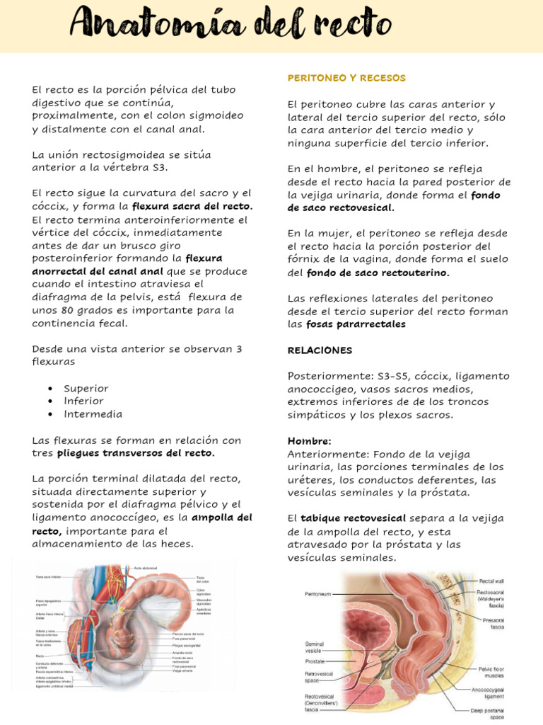 Anatomia Recto | PDF | Recto | Pelvis