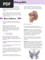 Ramas de La Arteria Iliaca Interna | PDF | Pelvis | Angiología