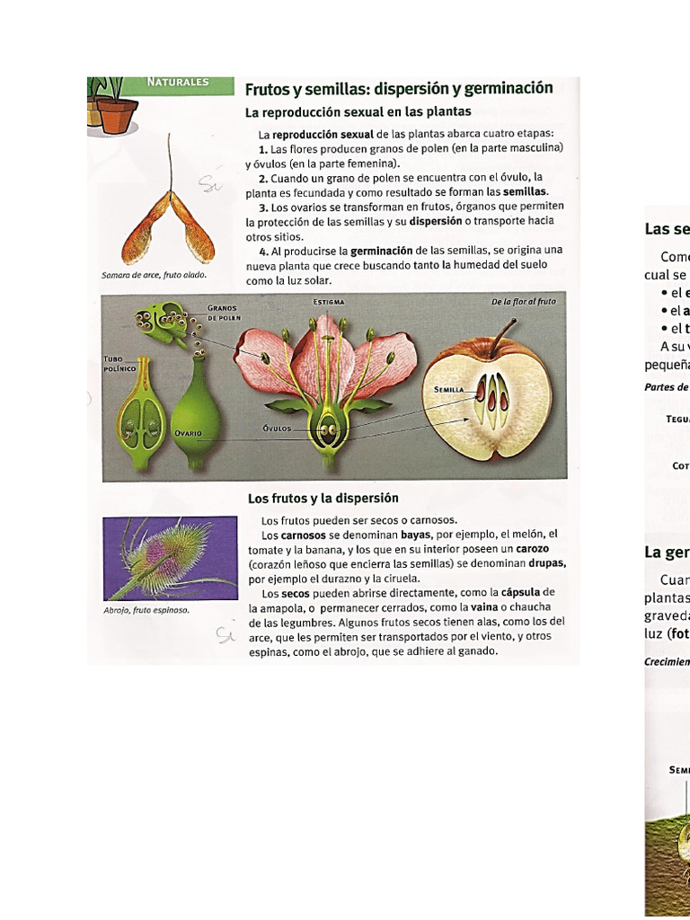 Ciencias Naturales Frutos y Semilas | PDF