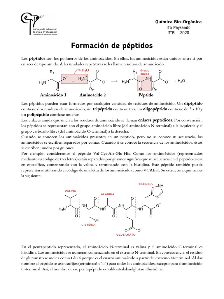 3 Formación de Péptidos | PDF | Aminoácidos | Péptido