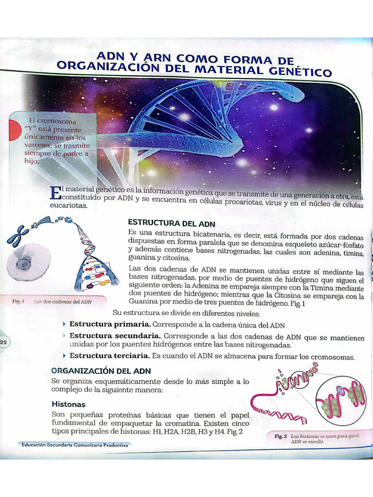 Estructura Del ADN | PDF