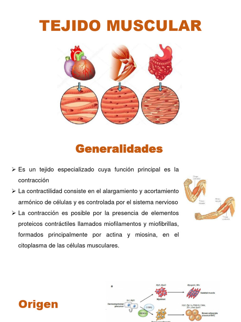 TEJIDO MUSCULAR macr | PDF | Músculo | Sistema musculoesquelético