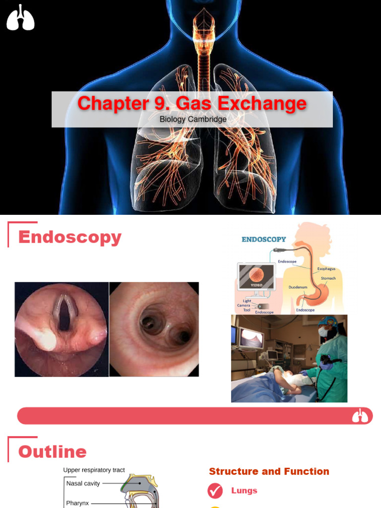 Gas Exchange in Human Lungs Explained | PDF