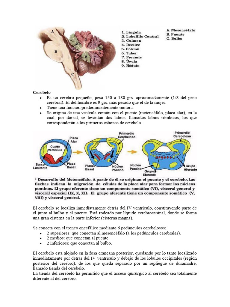 Cerebelo Anatomia Neuro Pdf Cerebelo Cerebro