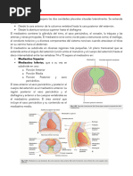 Función y Ubicación del Plexo Cardíaco | PDF