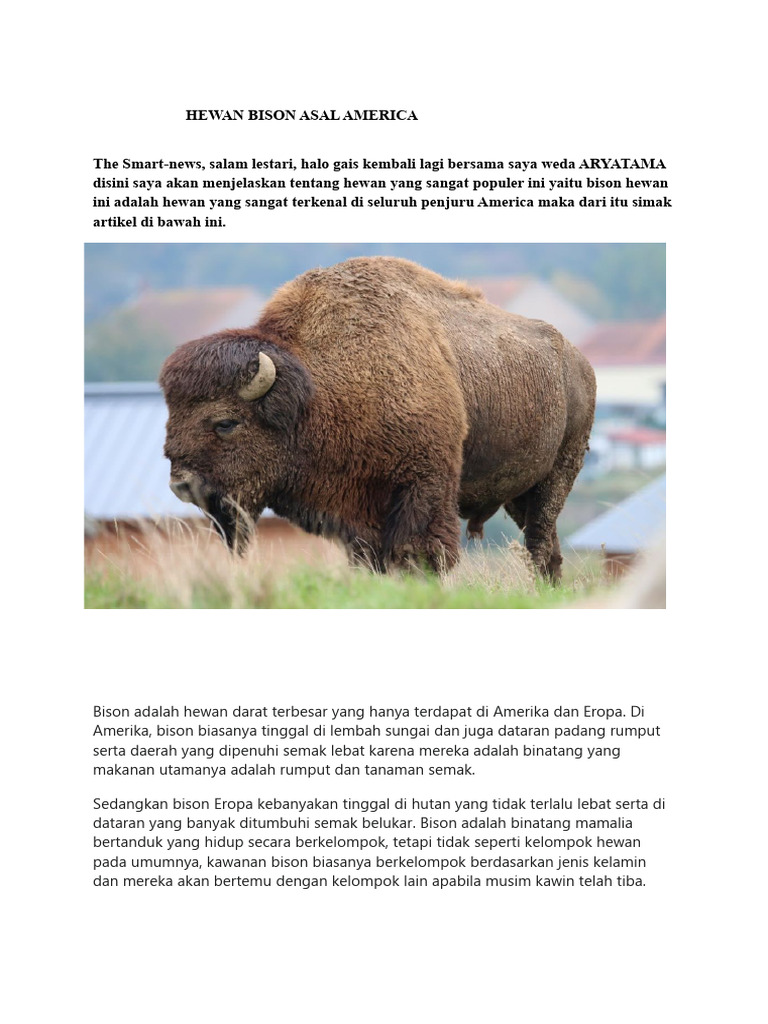 Hampir Punahnya Hewan Bison | PDF