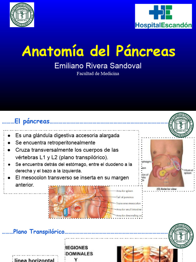Anatomía Del Páncreas Emiliano | PDF | Páncreas | Sistema endocrino