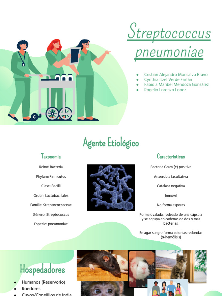 Streptococcus Pneumoniae | PDF | Penicilina | Meningitis