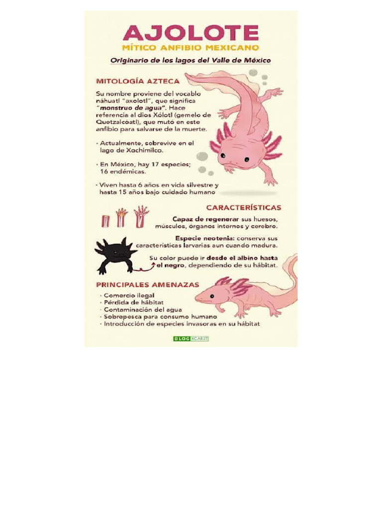 Ajolote Infografia | PDF