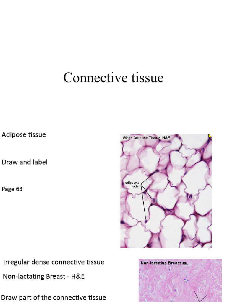 4- Connective Tissue | PDF