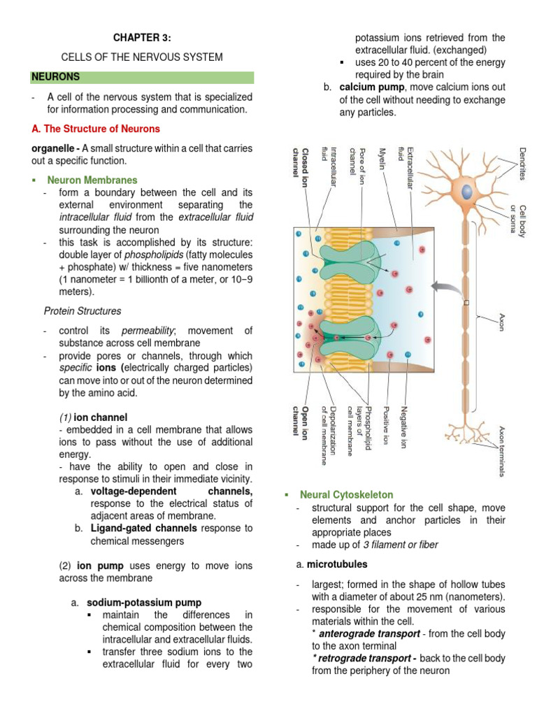 Structure and Function of Neurons | PDF | Chemical Synapse | Action Potential