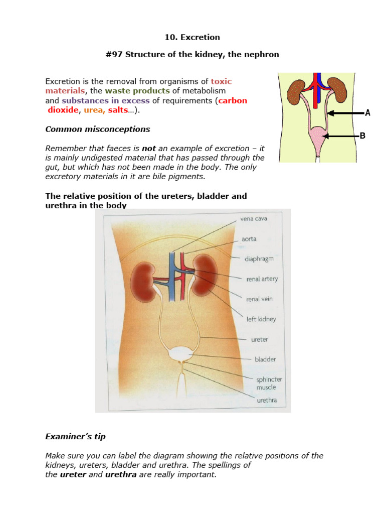 Kidney Structure and Excretion Process | PDF | Kidney | Urinary System