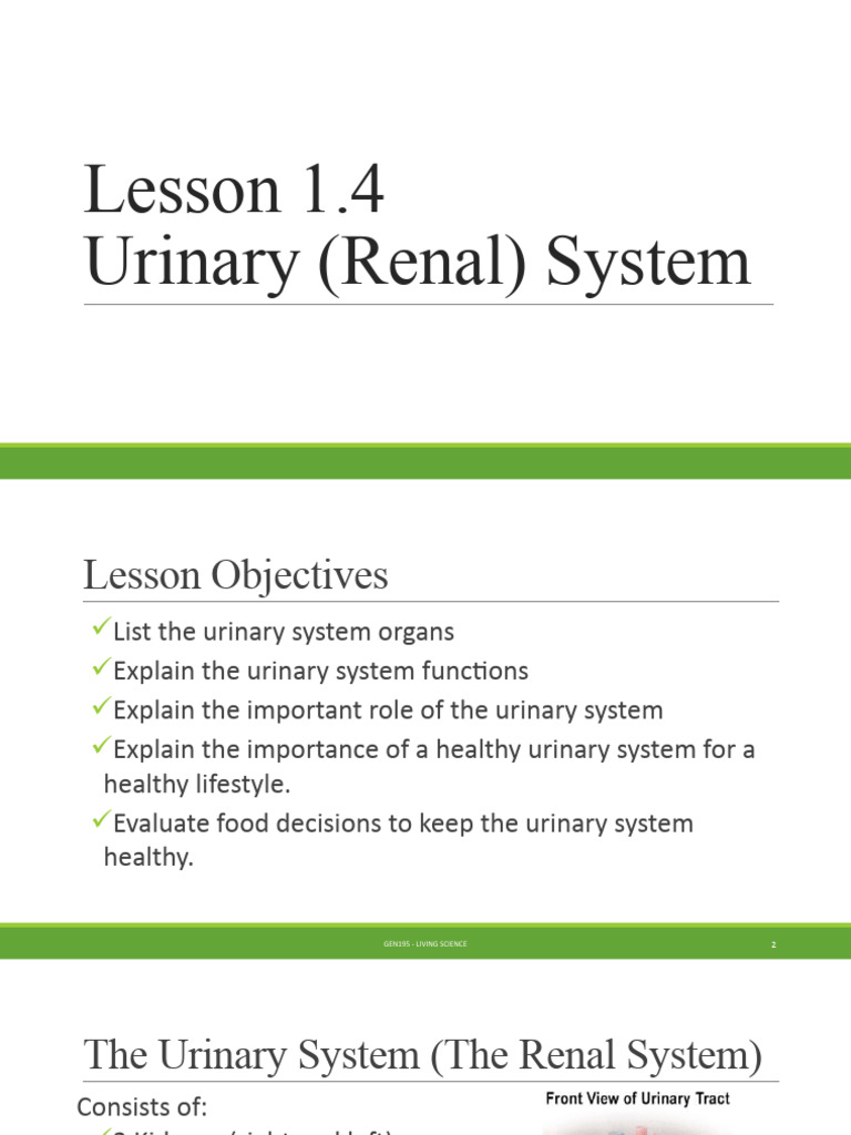 Lesson 1.4 - Urinary (Renal) System | PDF | Urinary System | Urine