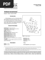 The Largest Bunch of Grapes | PDF | Vitis | Grape