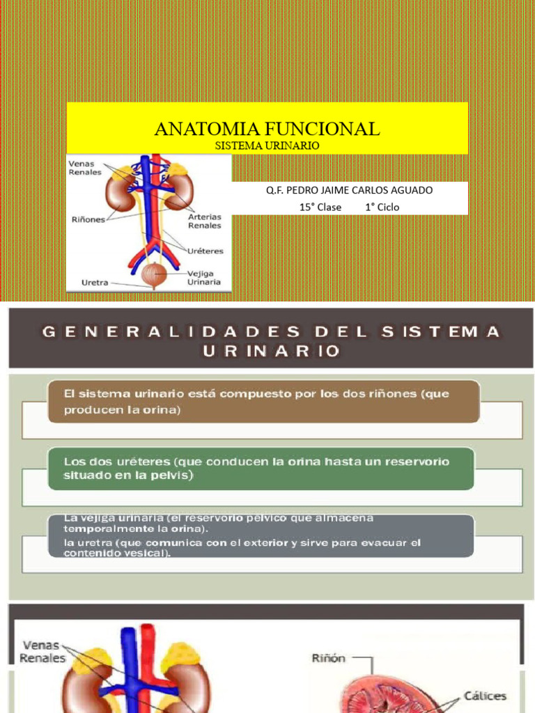 A. F. 15° - A - Clase Anatomía Funcional (Sistema Urinario) | PDF