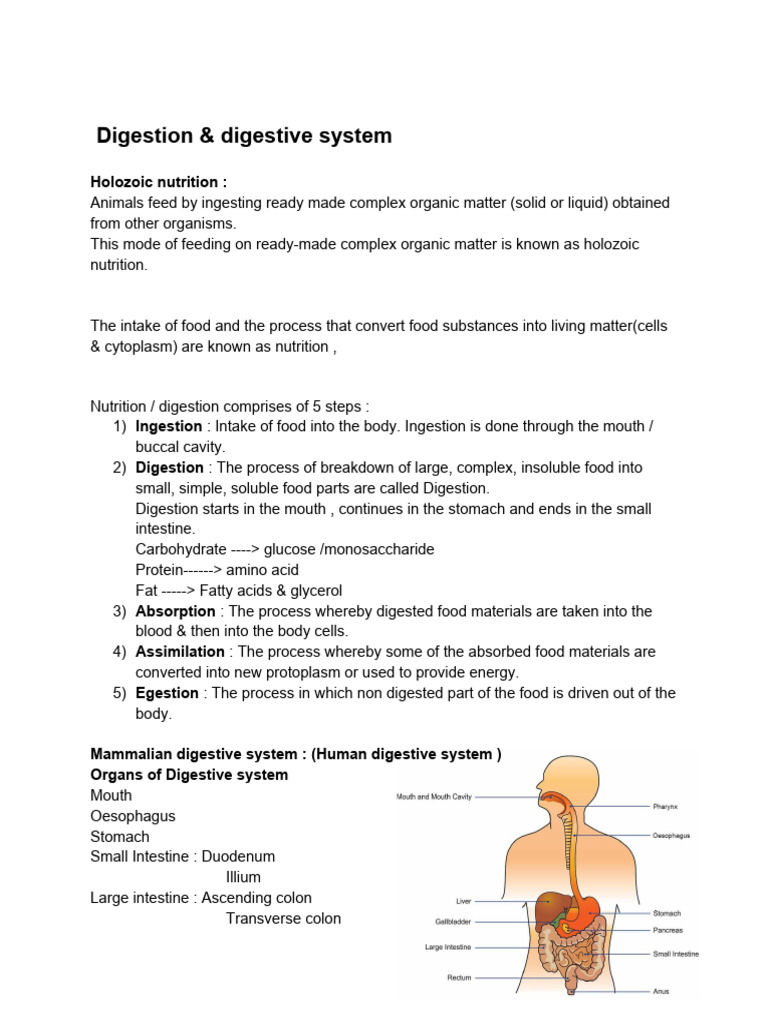 Digestion & Digestive System | PDF | Stomach | Digestion