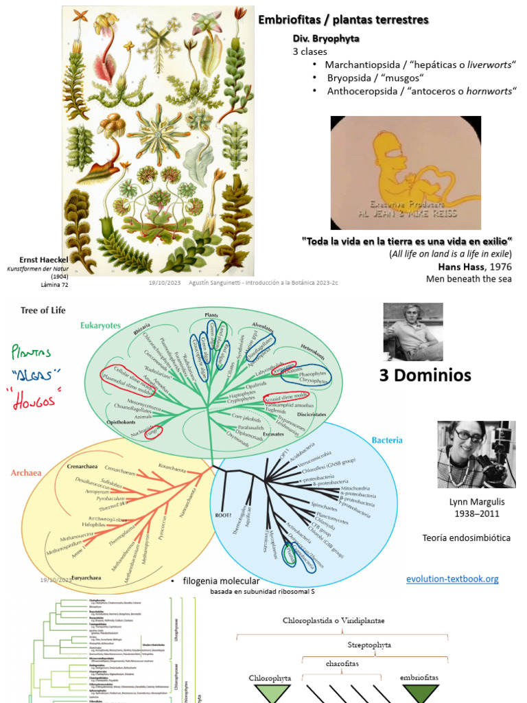 Apunte Teórico Plantas Embryophyta - Briofitas | PDF | Espora | Musgo