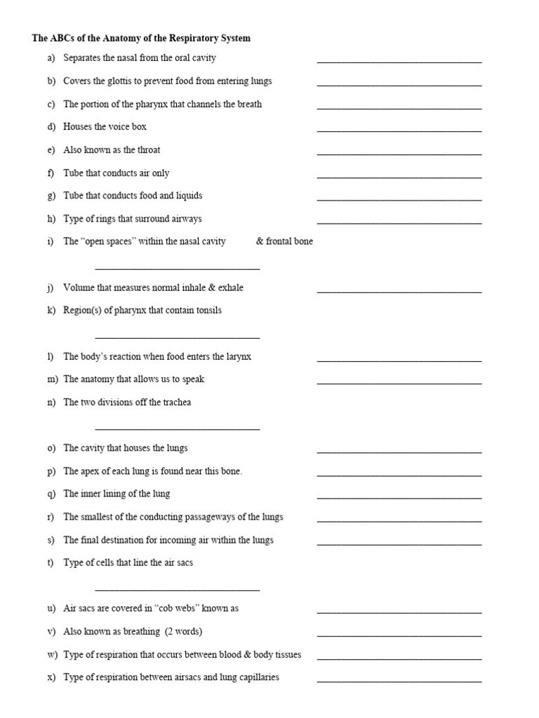 The ABCs of The Anatomy of The Respiratory System | PDF | Lung ...