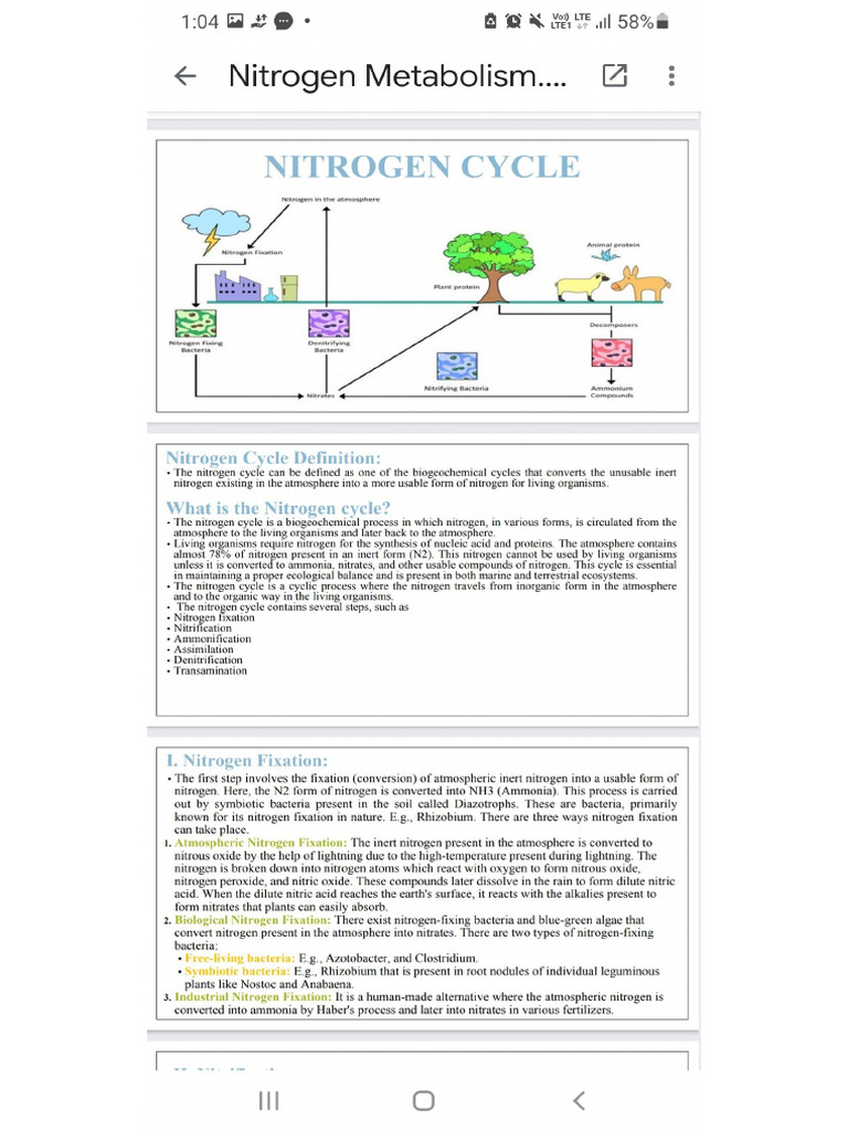 Nitrogen Cycle | PDF