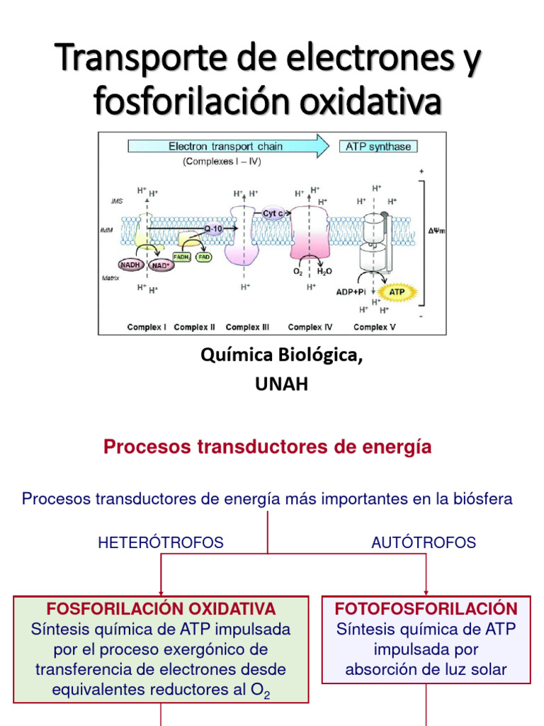 Transporte Electrónico y Fosforilación Oxidativa | PDF | Trifosfato de adenosina | Fosforilación