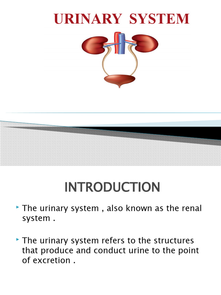Urinary System 1 | PDF | Kidney | Urinary System