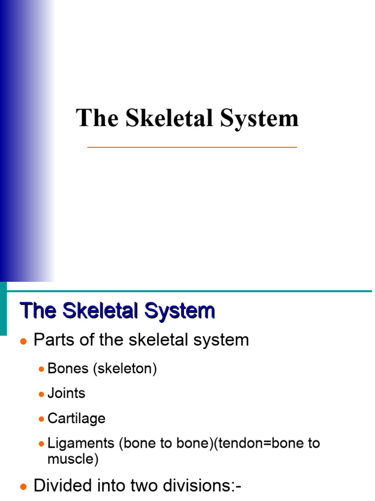 Skeletal System Notes | PDF | Skeleton | Skull