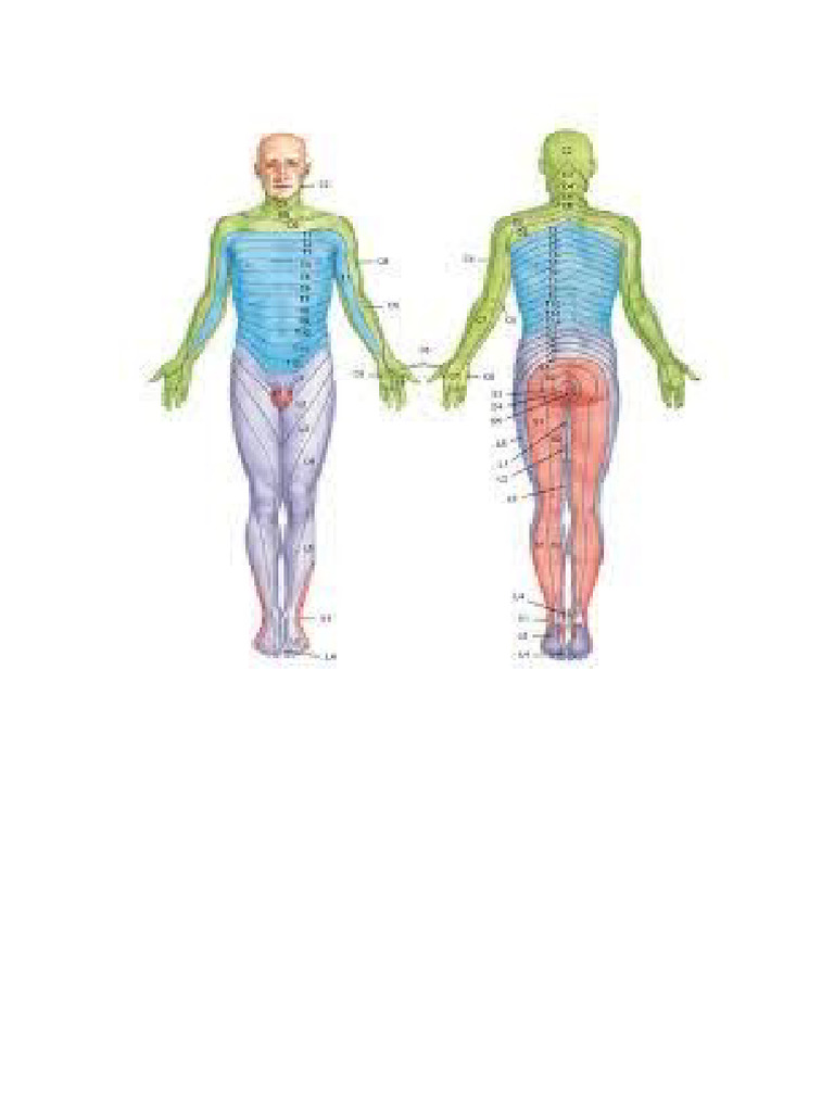 Dermatomas | PDF