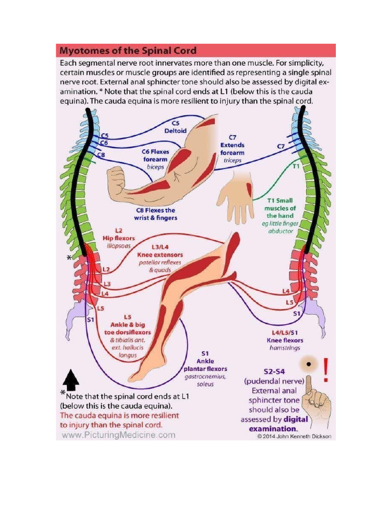 Reflejo Miotonico | PDF