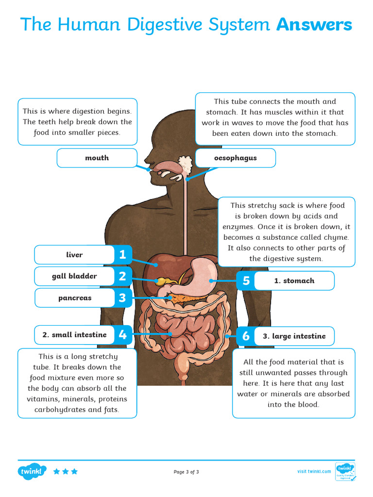 t2 S 1198 Digestive System Cut and Stick Activity - Ver - 3 PDF | PDF ...