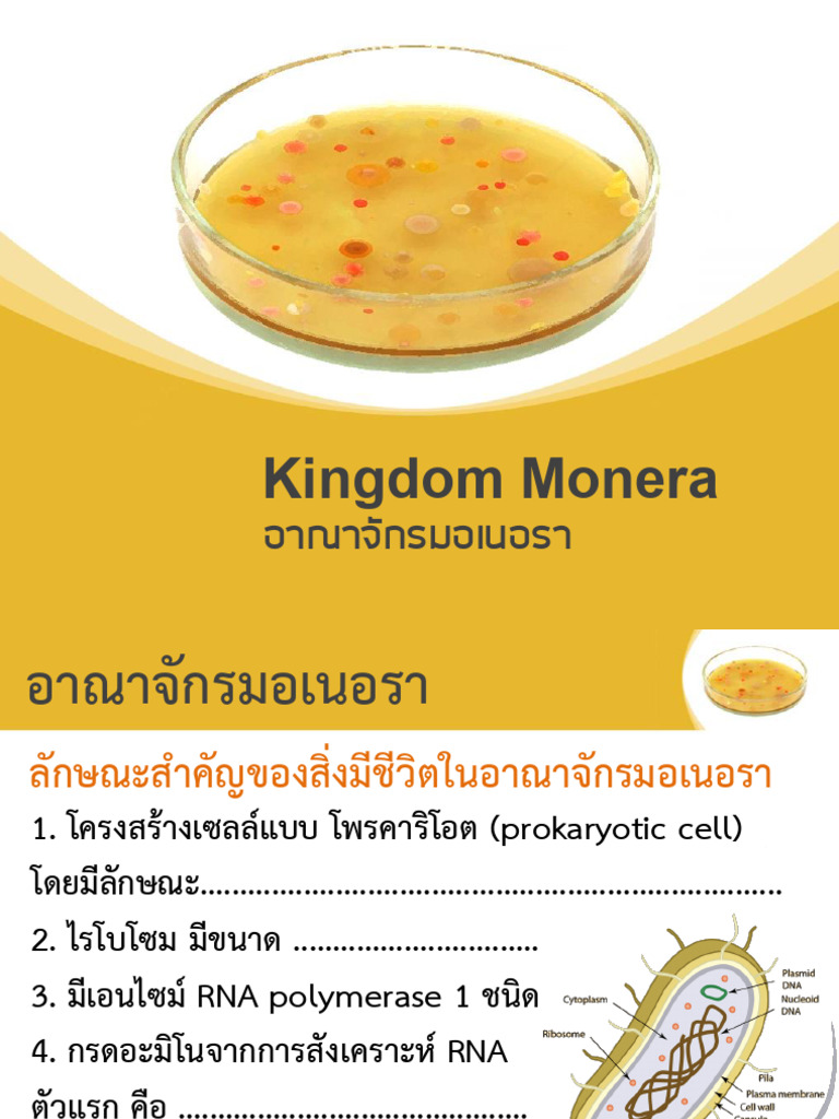 Kingdom Monera | PDF