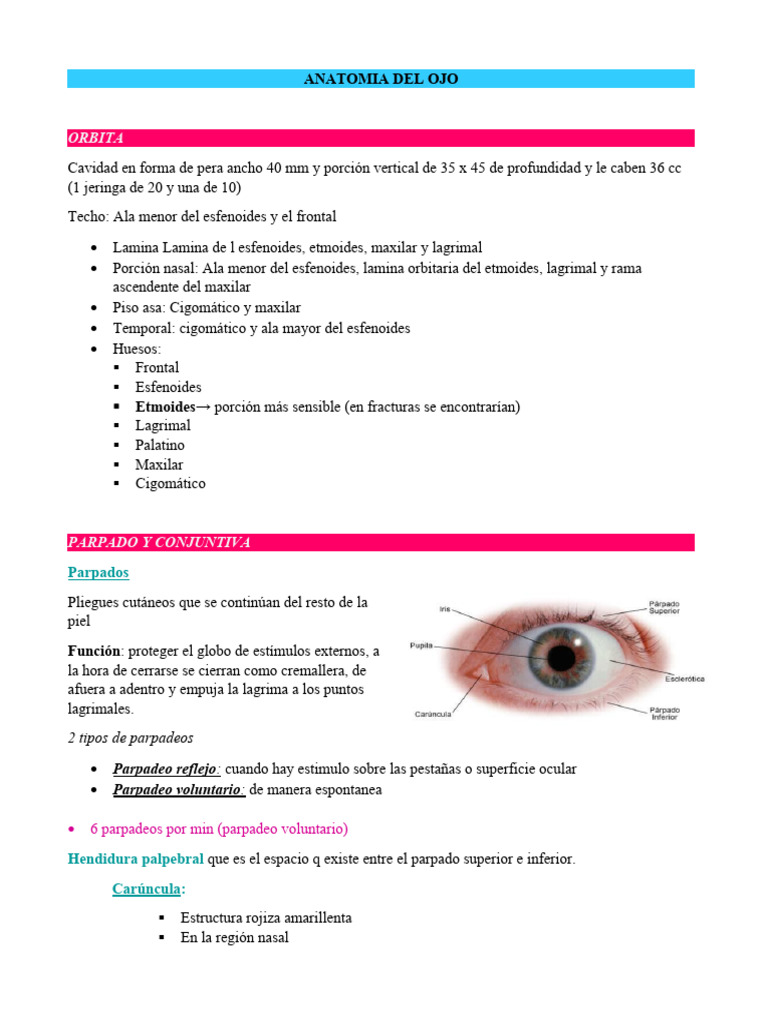 oftalmo | PDF | Ojo humano | Percepción visual