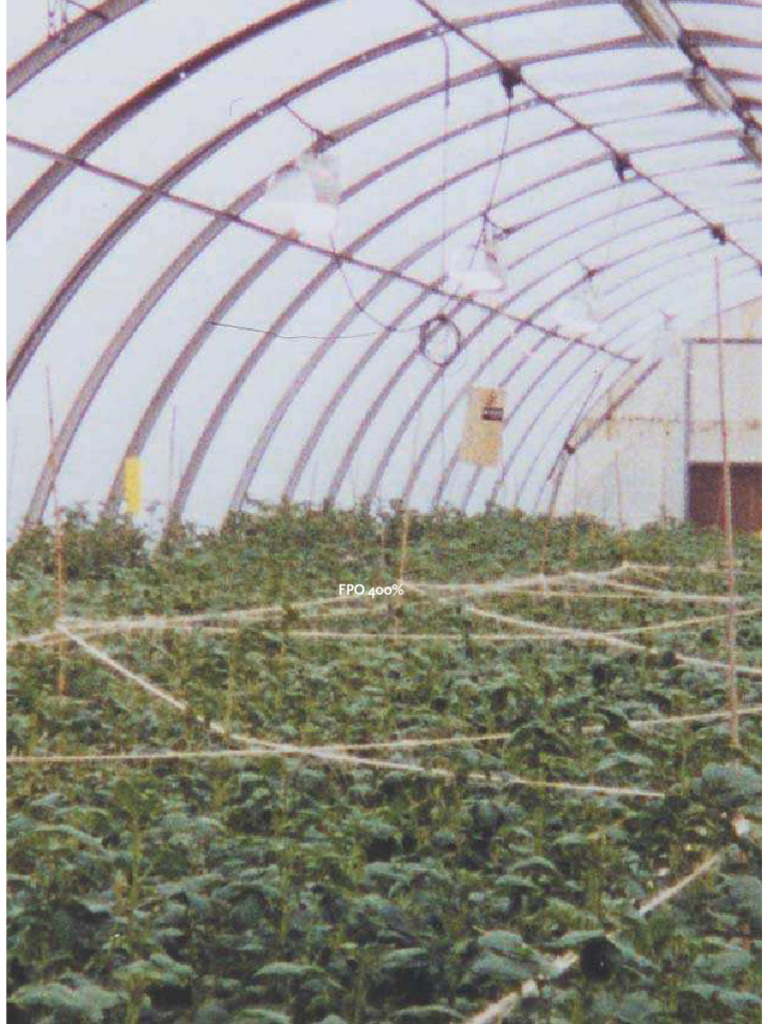 Seed Potato Certification | PDF | Potato | Crop Rotation