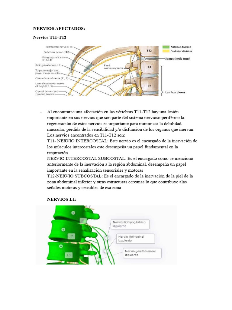 Nervios T11-T12-L1 | PDF