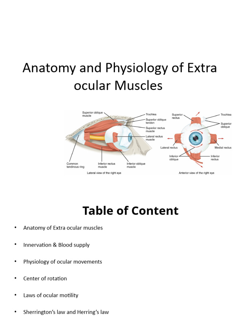 Ophthalmic Muscle Anatomy Guide | PDF | Soft Tissue | Human Eye