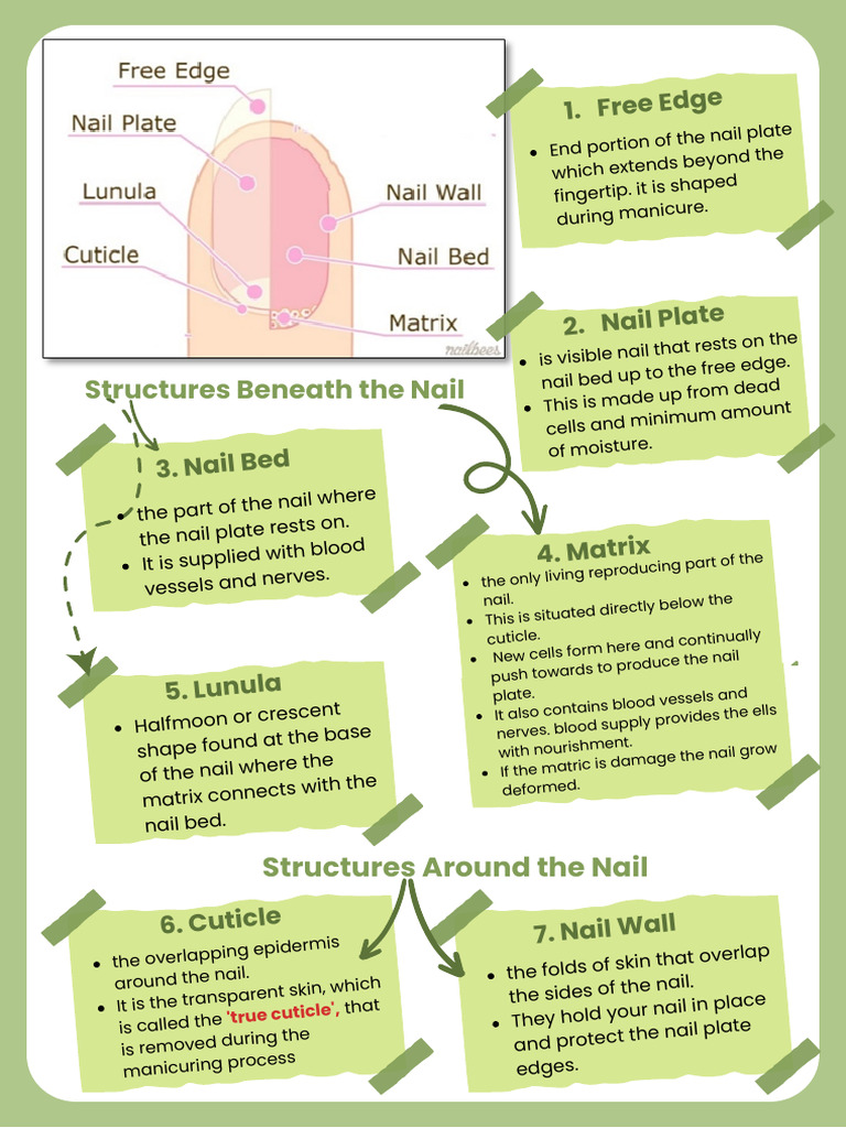 Growing Beans Handout - Plant Growth Scientific Experiment | PDF | Nail ...