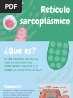 Condrogénesis y Crecimiento del Cartílago | PDF