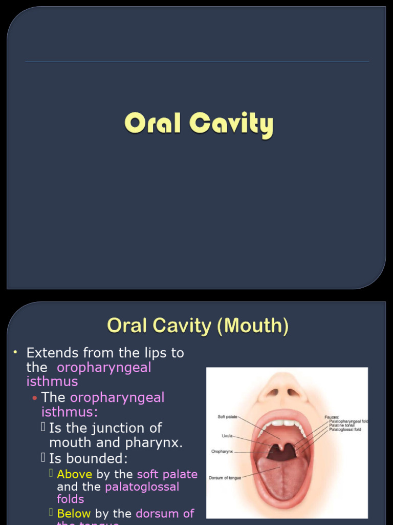 Anatomy of the Oral Cavity and Tongue | PDF | Tongue | Human Head And Neck