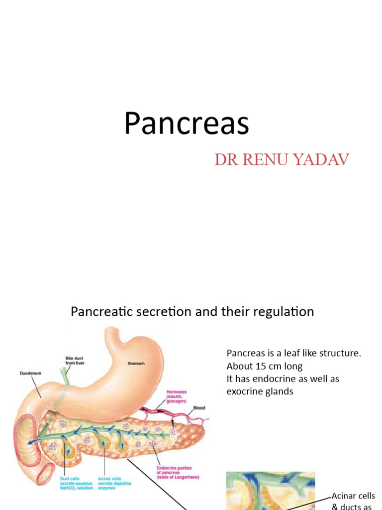Pancreatic Secretion and Regulation Overview | PDF | Pancreas | Small ...