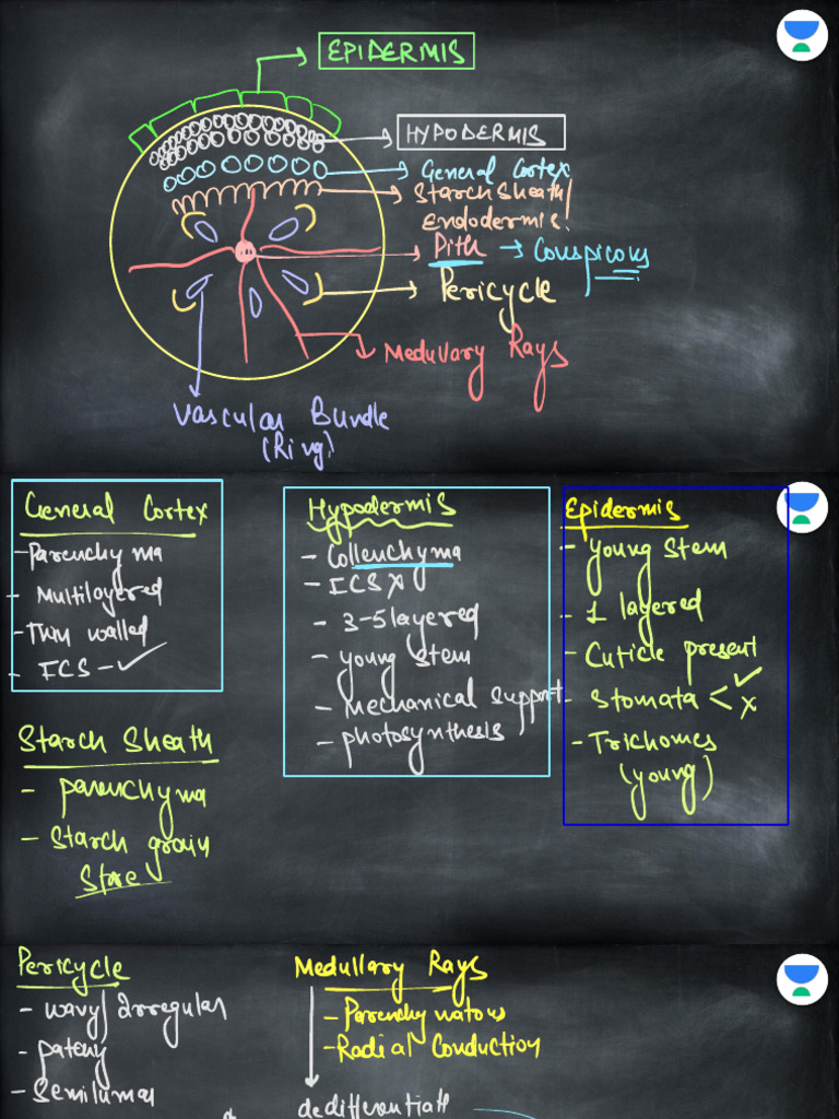 Anatomy of Flowering Plant Part 3 | PDF