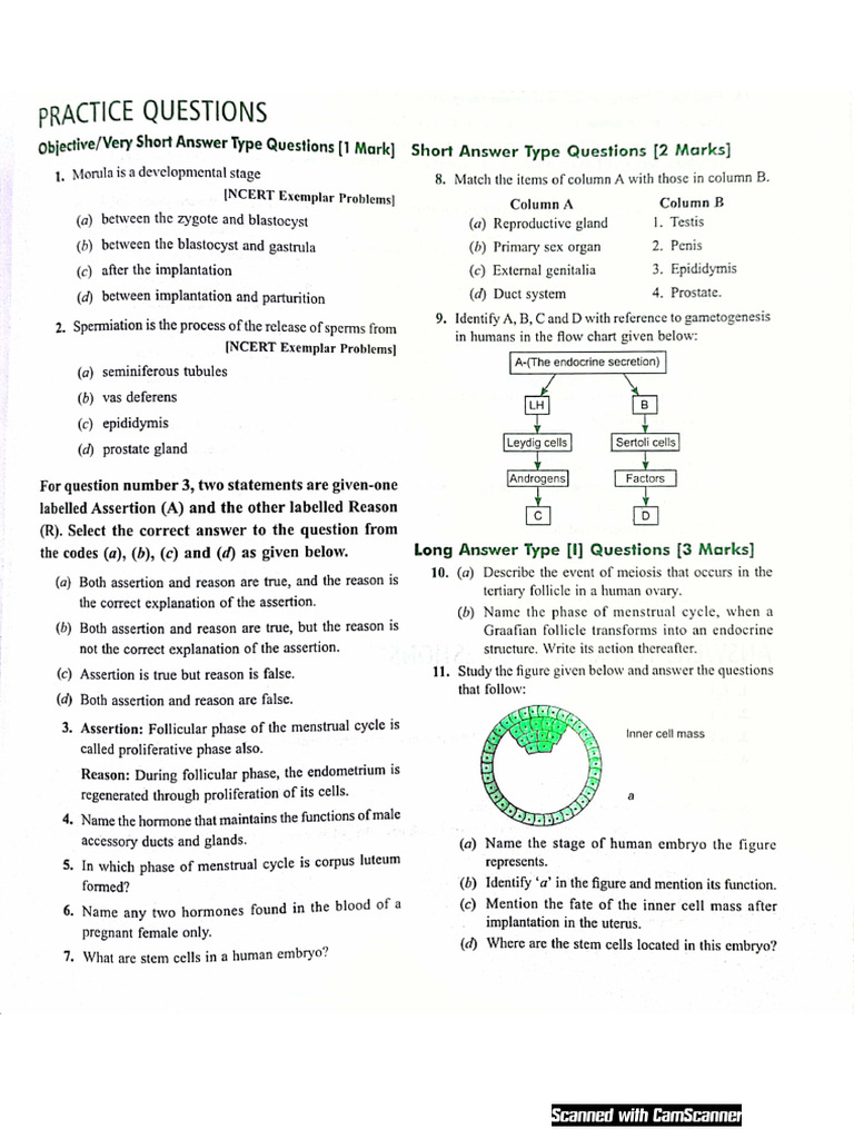 Human Reproduction practice set | PDF