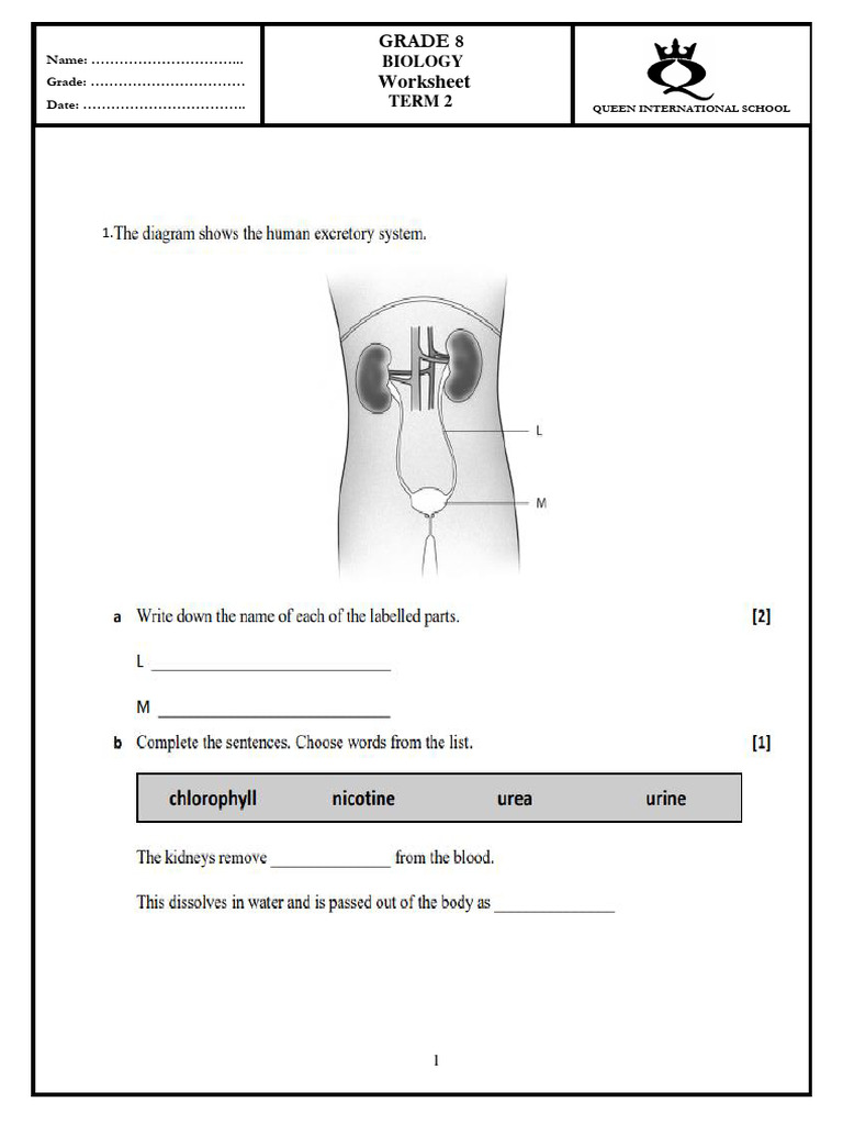 Grade 8 Biology Worksheet Term 2 | PDF | Games & Activities