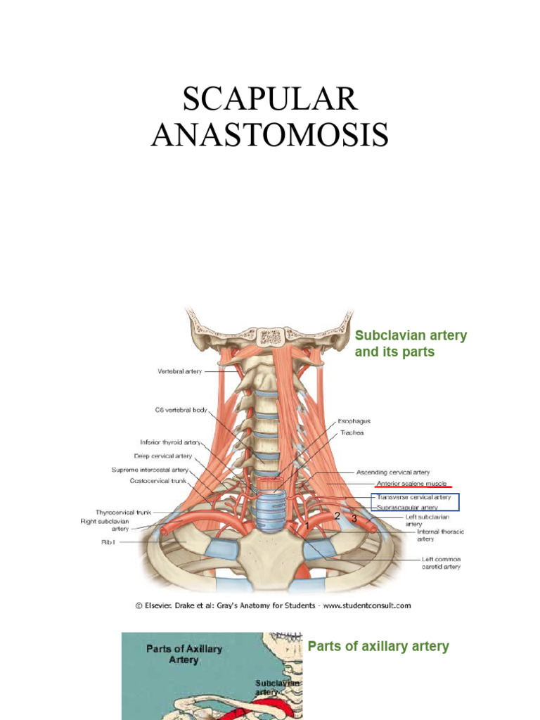 Scapular Anastomosis Overview and Diagram | PDF | Social Science