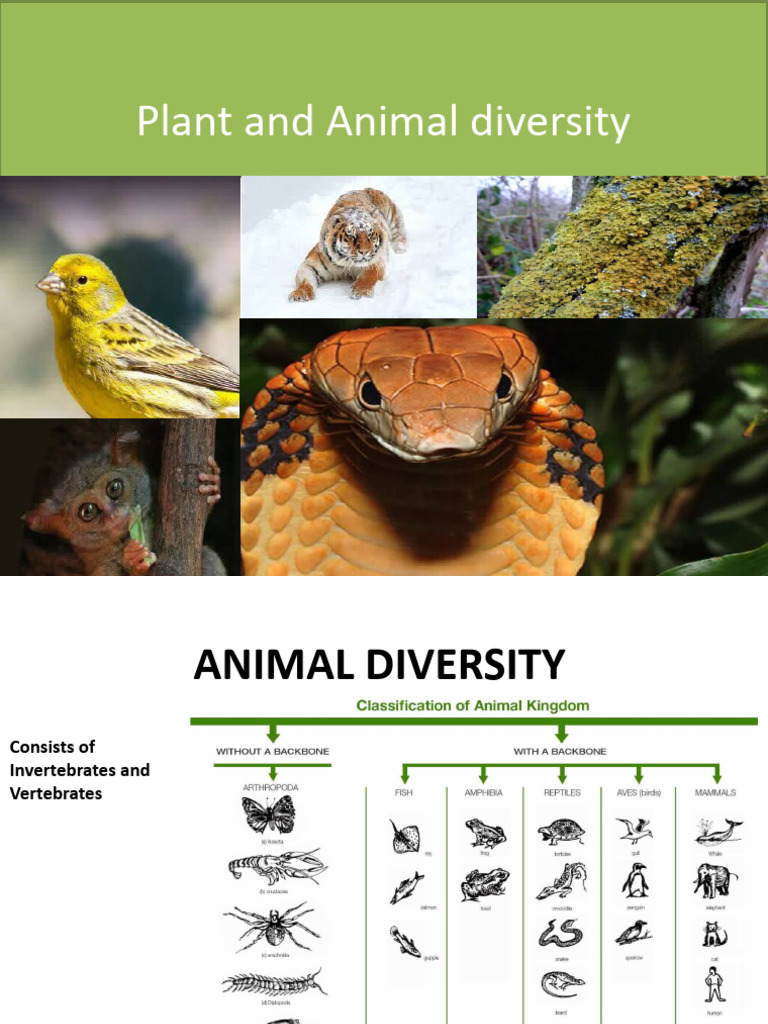 Animal Plant Diversity | PDF | Trees | Root