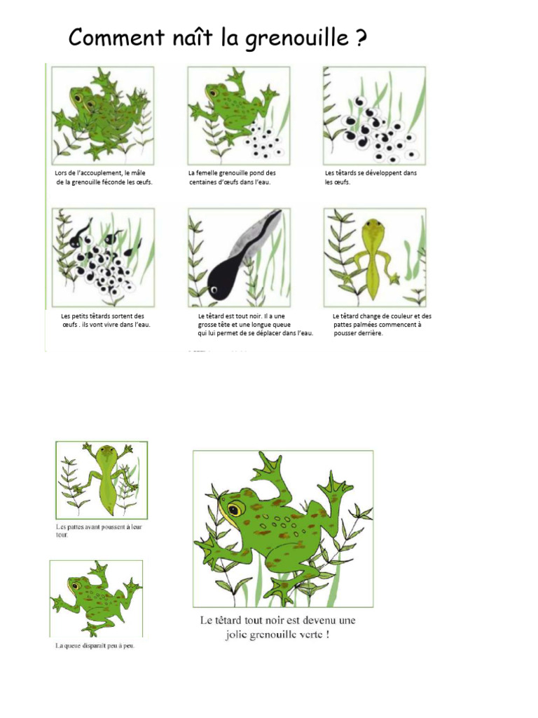 Cycle de vie de la grenouille | PDF | Maison et jardin | Sciences et ...