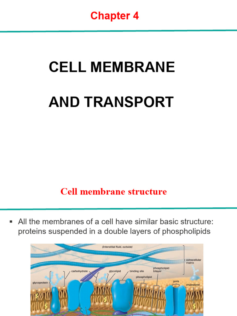Chapter-4-Cell-membrane | PDF | Cell Membrane | Osmosis