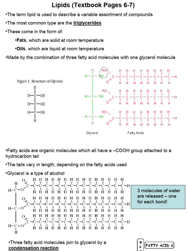 Week 3 Lipids Proteins | PDF | Triglyceride | Fatty Acid