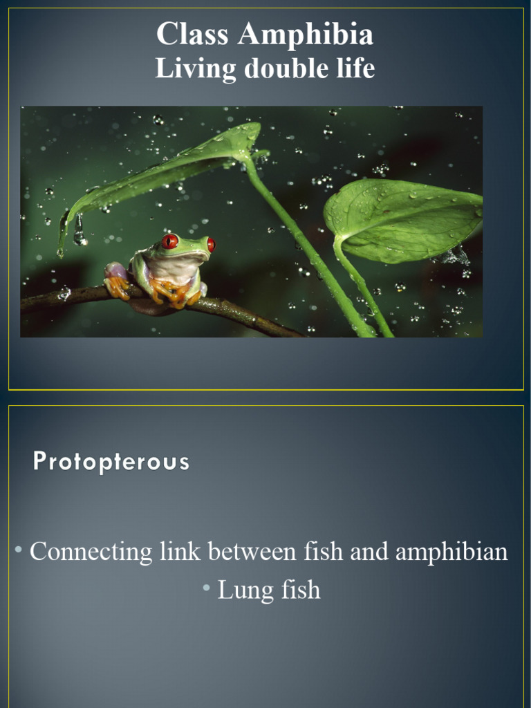 Amphibians | PDF | Amphibian | Zoology
